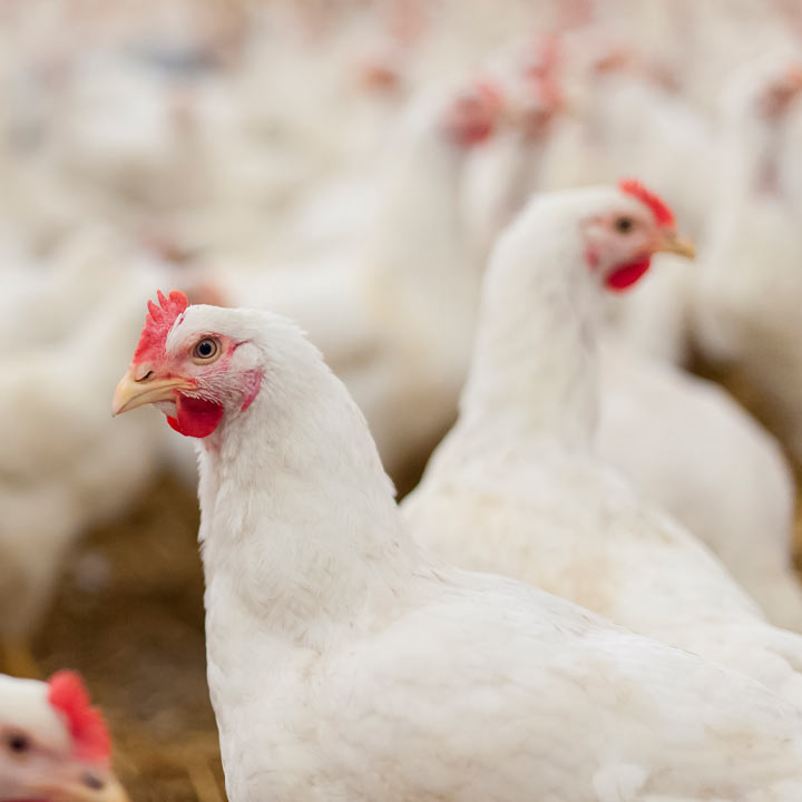 Vitamin hammaddeleri adisseo